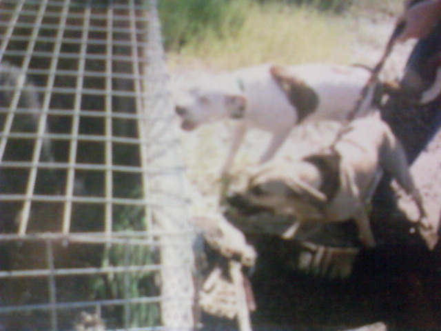 old hog dogs | Southern Airboat